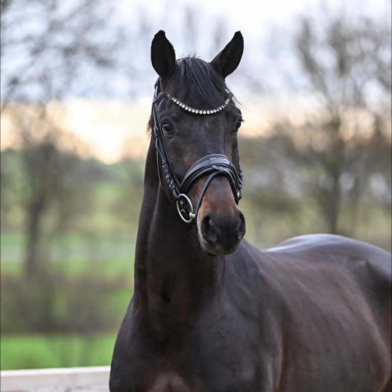 Elite Stallions - Stallions