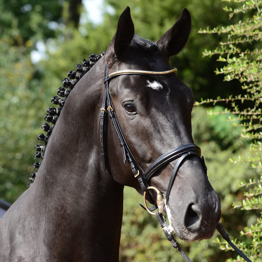 Elite Stallions - Stallion