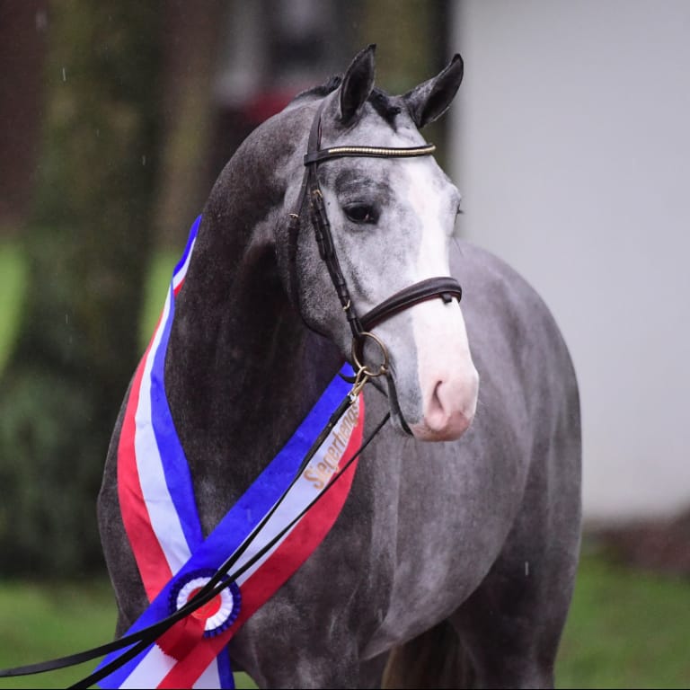 Elite Stallions - Stallions