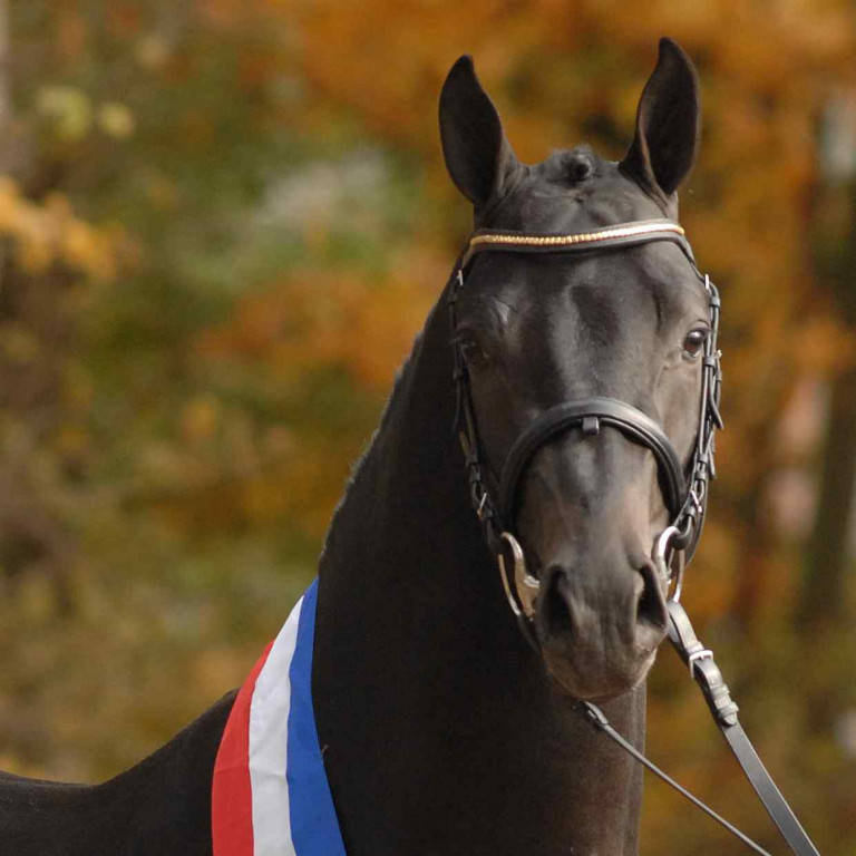 Elite Stallions - Stallion