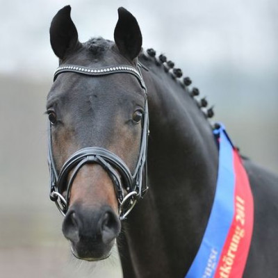 Elite Stallions - Stallion