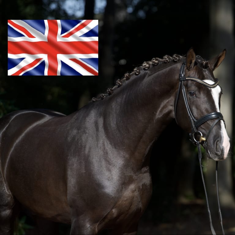 Elite Stallions - Stallions