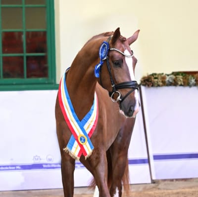 Elite Stallions - Stallion