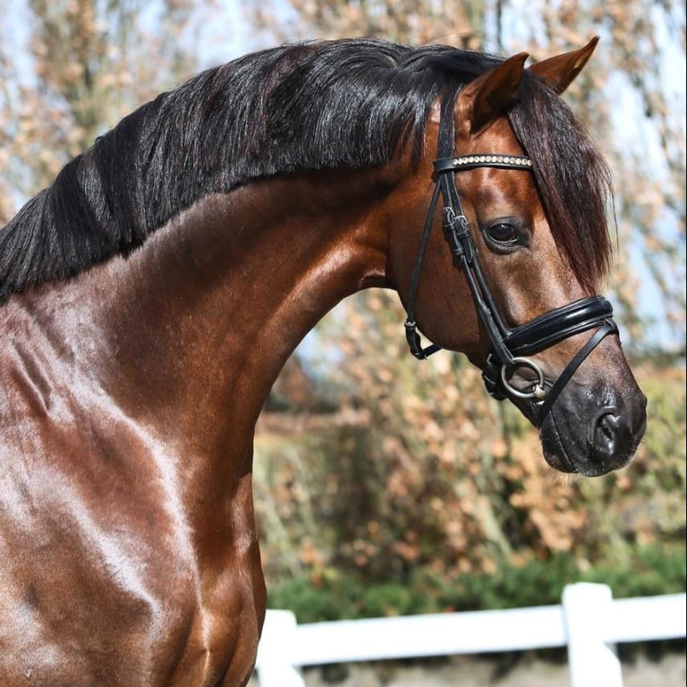 Elite Stallions - Stallion