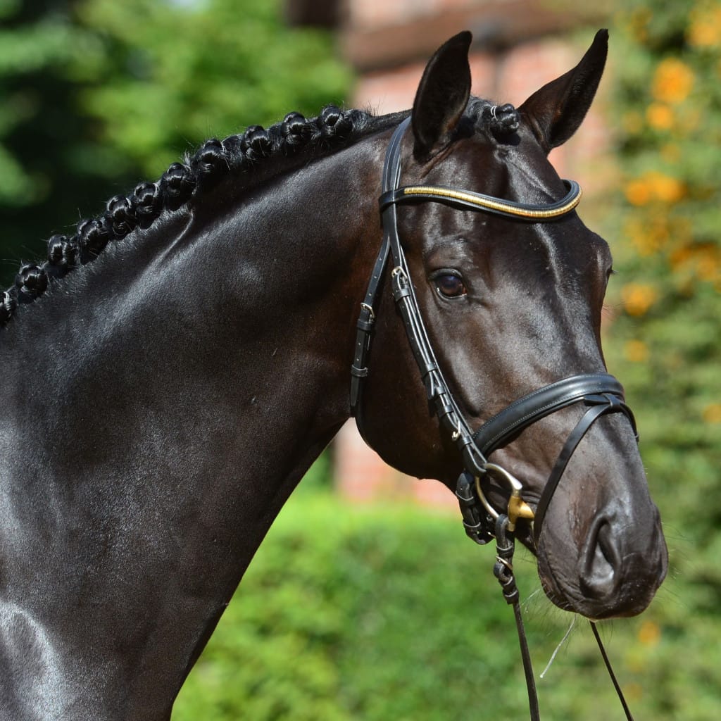 Elite Stallions - Stallion